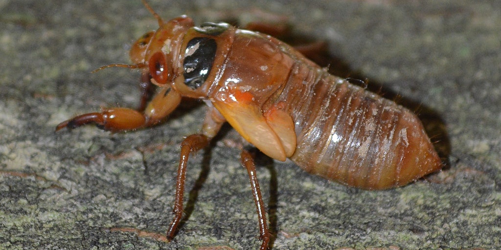 Cicadas from Brood XIV will emerge during the spring | Fox Weather