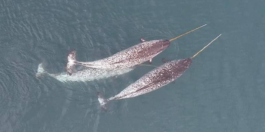 Rare narwhal video finally reveals how unicorns of the sea use their tusks | Fox Weather