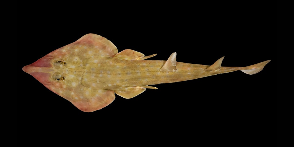 Guitar-shaped shark species discovered off the coast of Mozambique and ...