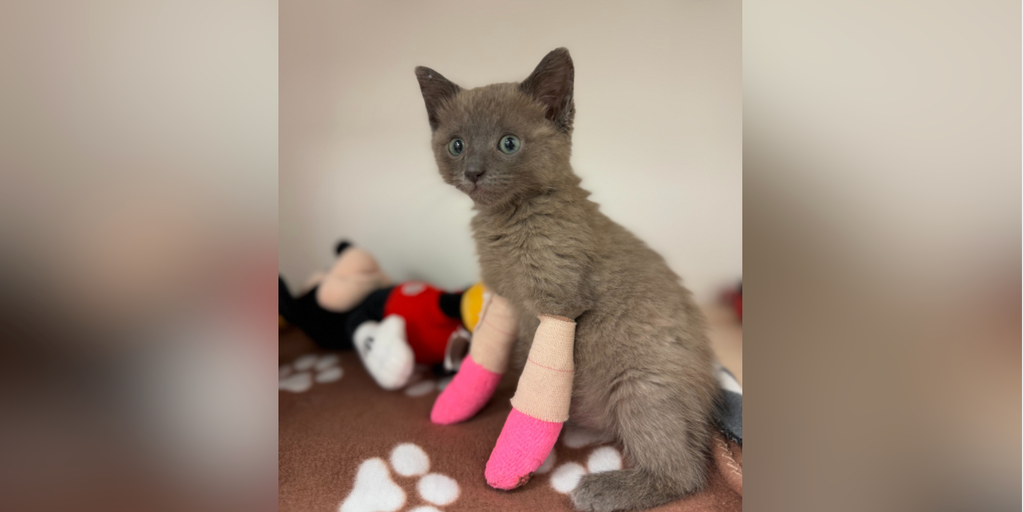 Kitten rescued after suffering severe frostbite in Buffalo | Fox Weather
