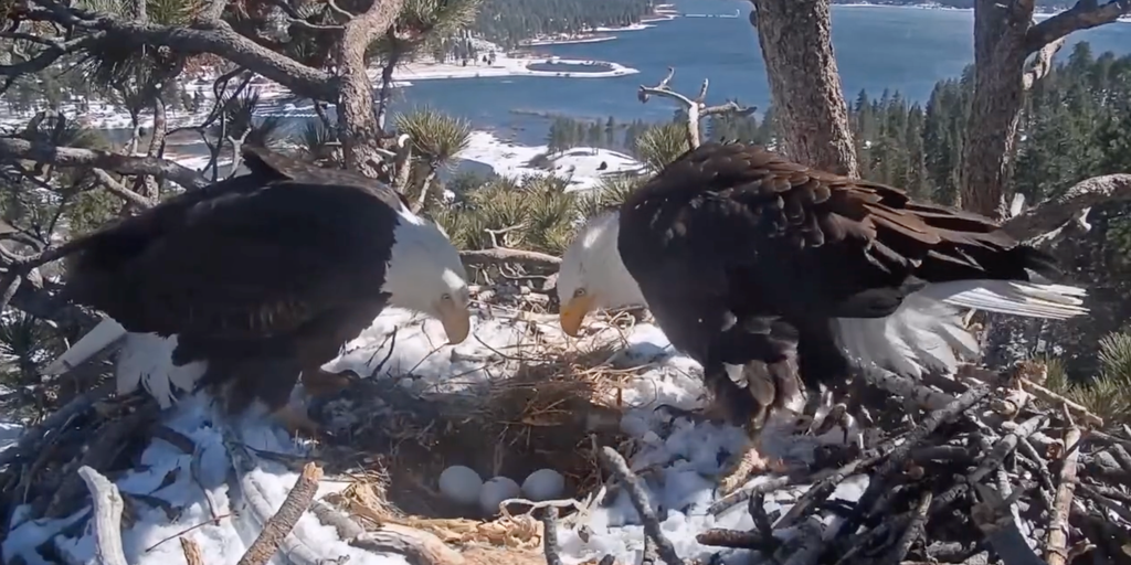 VIDEO: Bald eagle parents welcome new chicks in Big Bear Valley | Fox ...