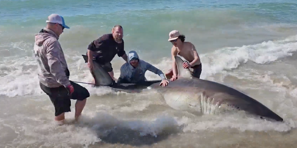 VIDEO: Fishermen reel in massive great white shark in Outer Banks | Fox Weather