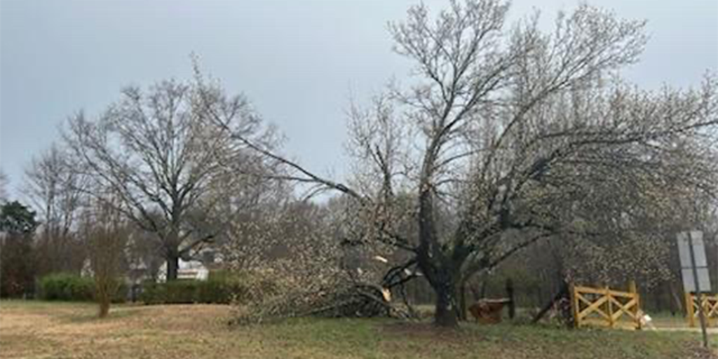 Severe thunderstorms slam the Carolinas, causing downed trees and power outages | Fox Weather