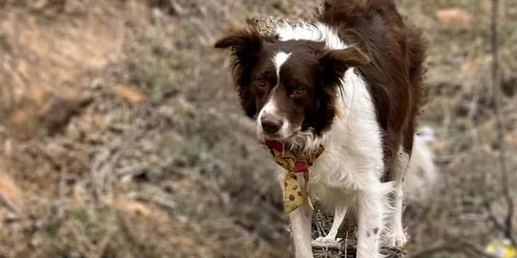 PHOTOS: Pup walks away after falling over 100 feet in Colorado National ...