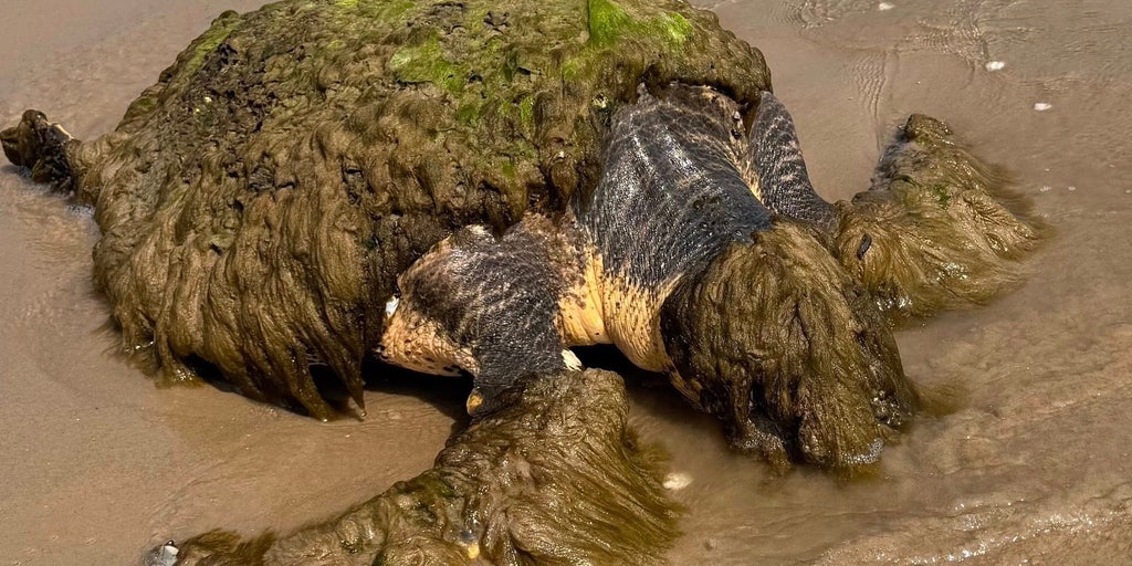 barnacles on turtles