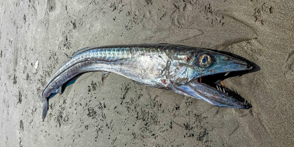 Freakish-looking fish washed ashore in Oregon gives scientists new ...