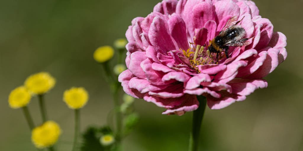 Is May too late to plant spring flowers? | Fox Weather