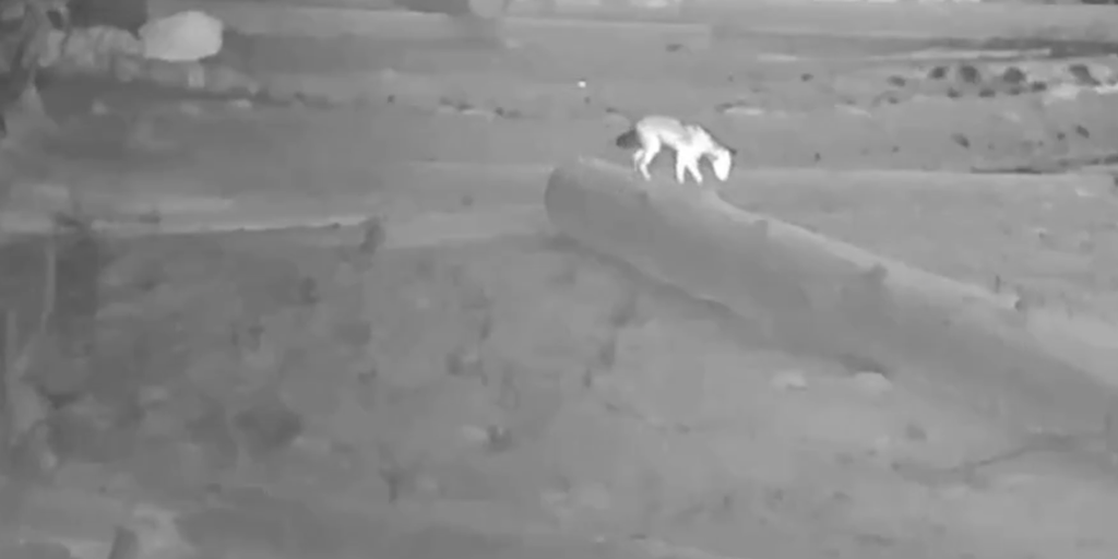 VIDEO: Coyote gets 'booped' by its potential rodent dinner | Fox Weather