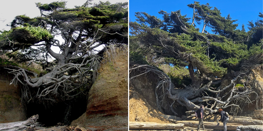 PHOTOS: 'Tree of Life' nears end in Olympic National Park | Fox Weather