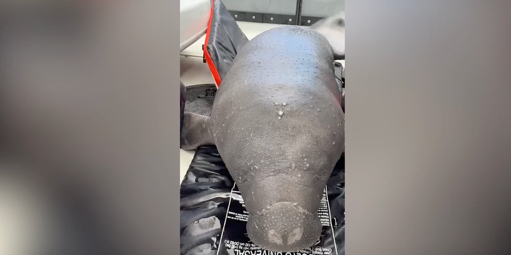VIDEO: Baby manatee rescued in Florida after being found alone, in ...