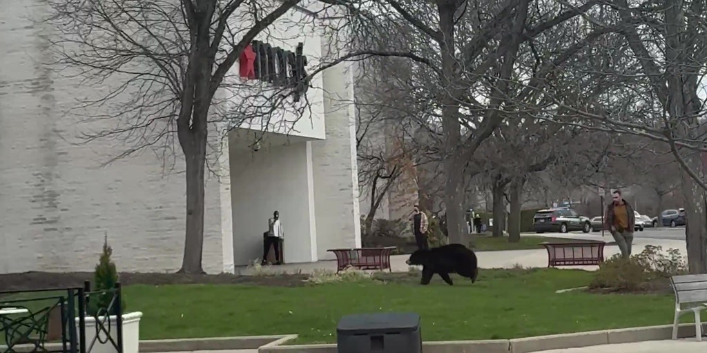 VIDEO: Connecticut shoppers flee as bear runs across mall parking lot ...