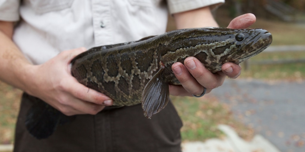 Conservationists say to kill this creepy snake-looking fish when you ...