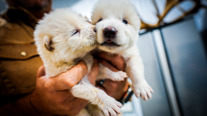 Listen to howls of dire wolf pup brought back from extinction after 10,000 years | Fox Weather