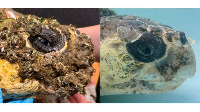 PHOTOS: Texas rescue team saves sick, stranded turtle covered in ...