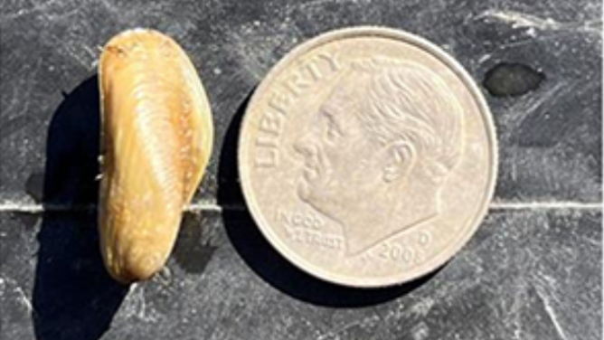 California quarantines boats to protect fisheries, water supply from ...