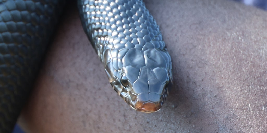 PHOTOS: Dozens of America’s longest snakes released into the wild for ...