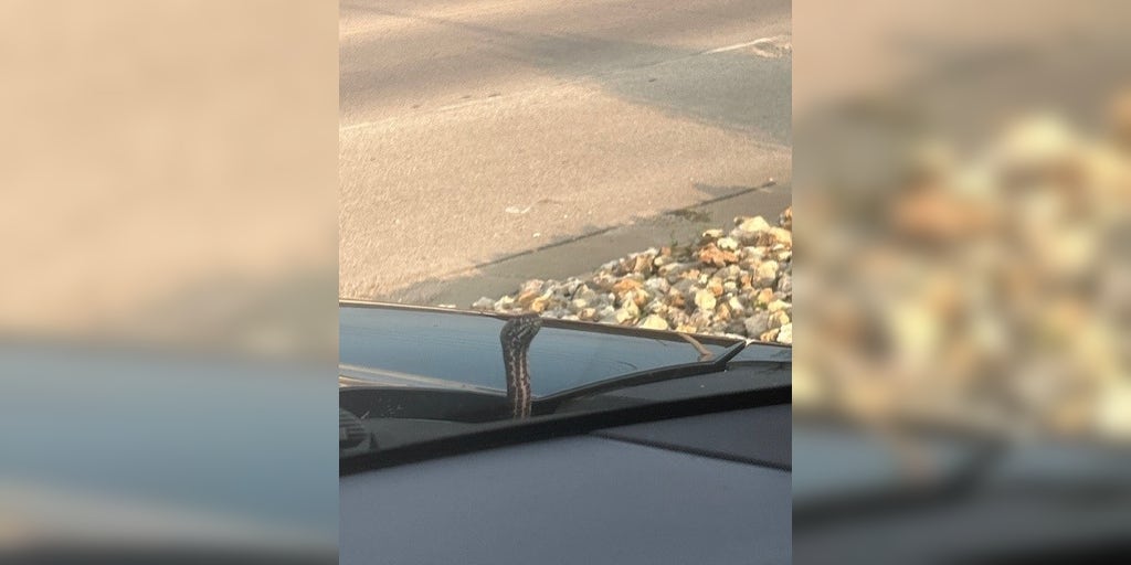 PHOTOS: Missouri woman finds snake on the hood of her car while driving ...