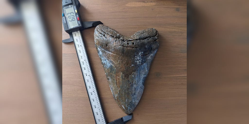 VIDEO: 6-inch megalodon shark tooth found in Venice, Florida | Fox Weather