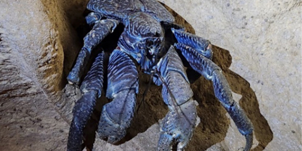 Rare giant crab not seen on tsunami-ravaged island in over 150 years ...