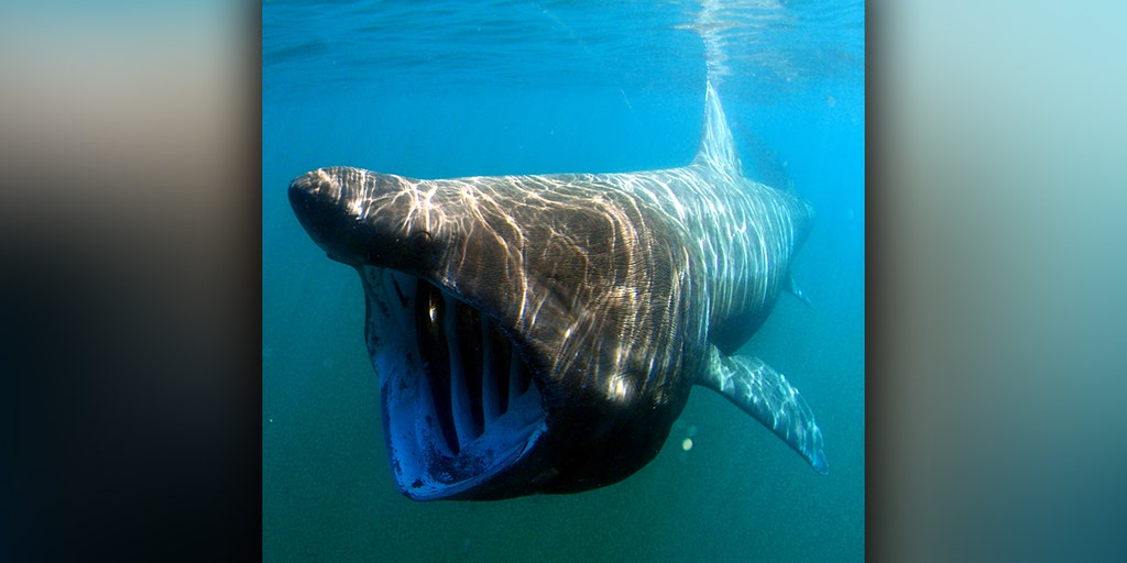 Understanding shark behaviors after recent shark sightings in Atlantic ...