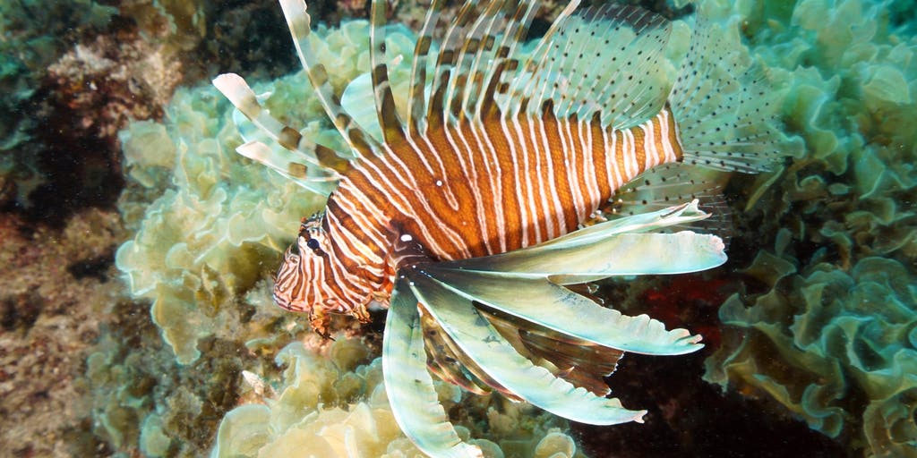 Florida's annual Lionfish Challenge offers rewards for removal of ...