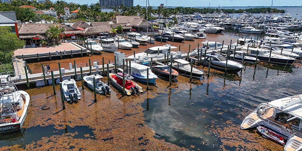Record-setting, smelly Sargassum seaweed headed for South Florida in ... Record-setting, smelly Sargassum seaweed headed for South Florida in ...