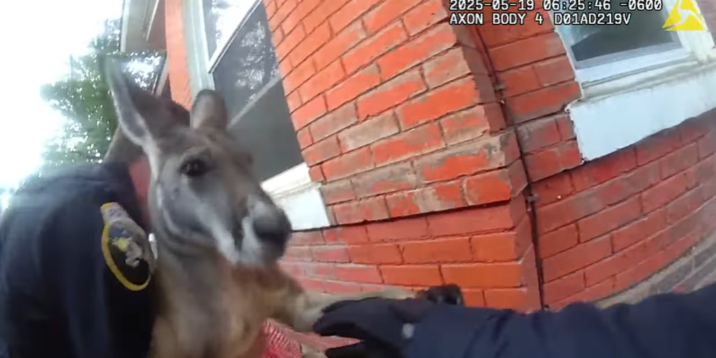 Pet kangaroo captured in Colorado for the second time since October ...