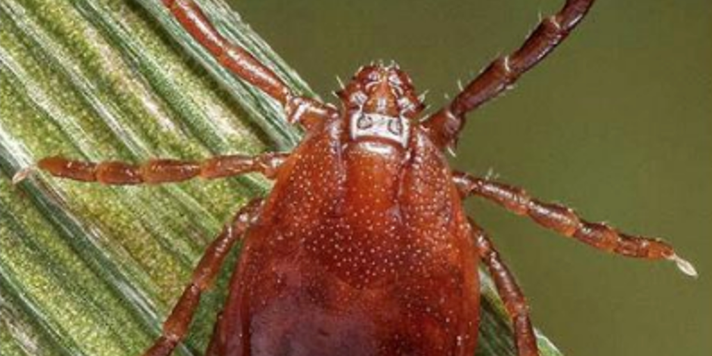 Potentially deadly tick-borne disease found in invasive tick species ...