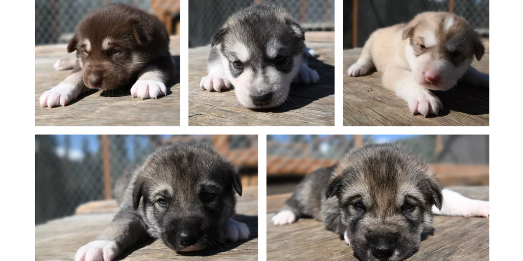 VIDEO: How you can watch Alaskan husky puppies at Denali National Park ...
