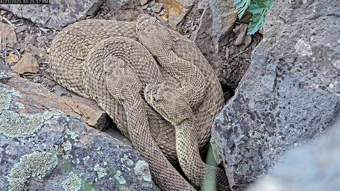 VIDEO: Rattlesnakes emerge from Colorado den housing hundreds of snakes ...