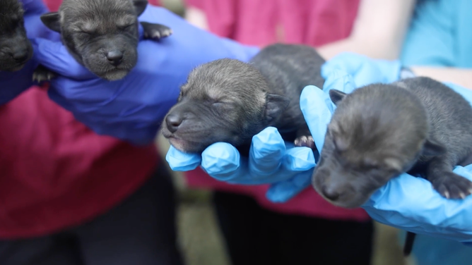 VIDEO: Six red wolf pups born at Zoo Knoxville | Fox Weather