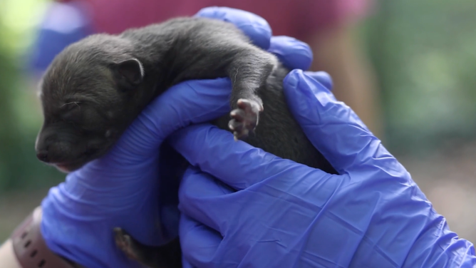 VIDEO: Six red wolf pups born at Zoo Knoxville | Fox Weather