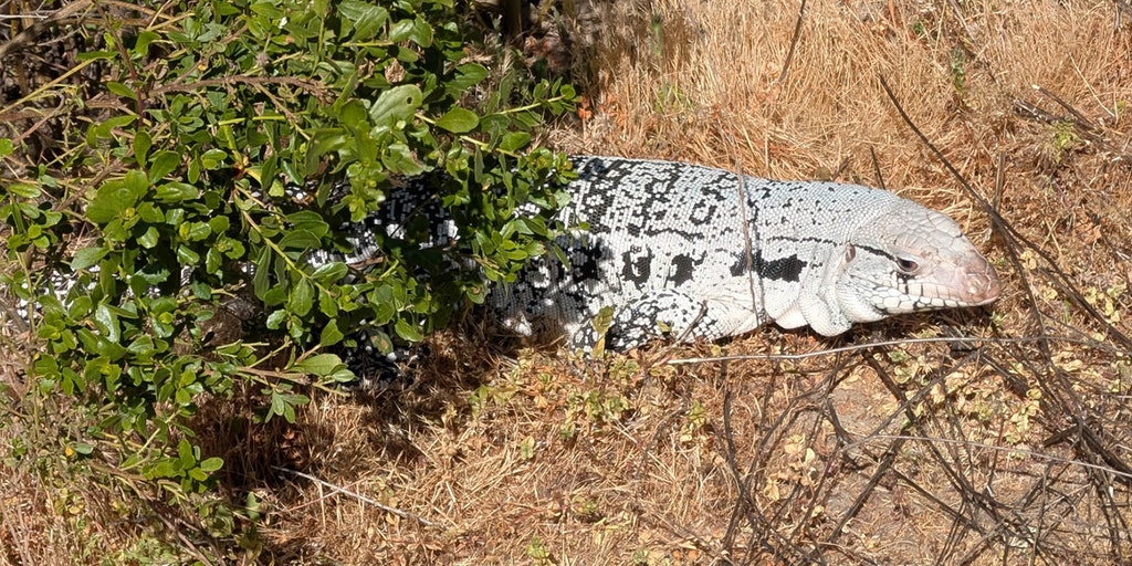 PHOTOS: Invasive reptile spotting in California prompts warning in top ...