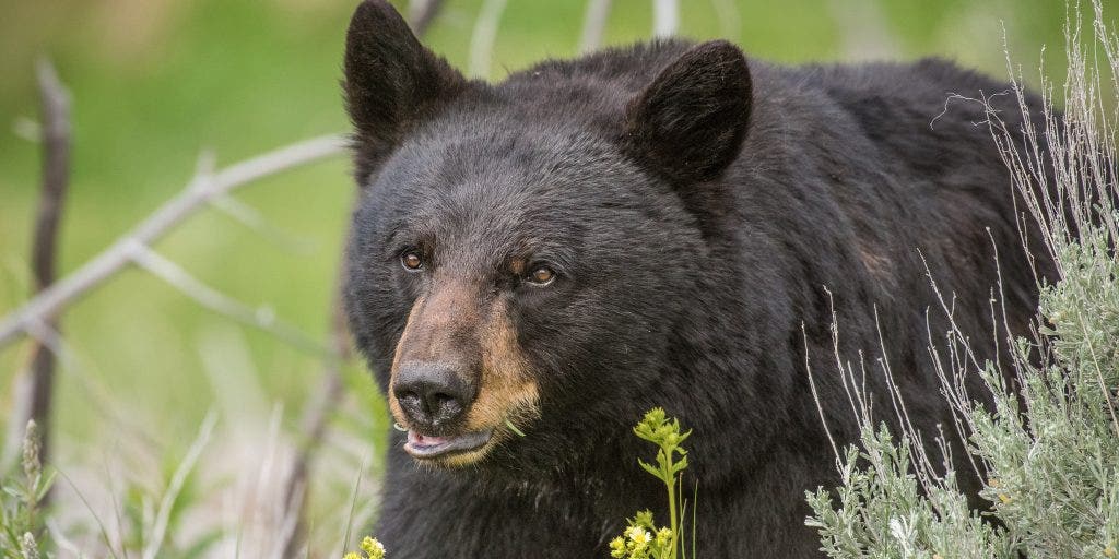 Video: Large bear found living underneath man's home in California ...