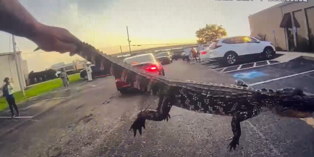 VIDEO: Alligator caught by police in Texas church parking lot | Fox Weather