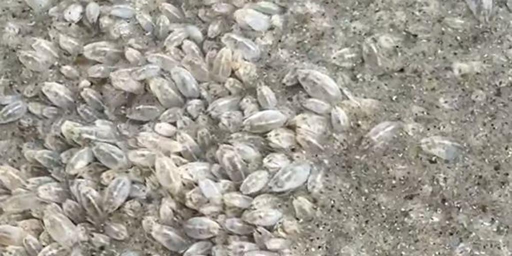 VIDEO: Thousands of sand fleas swarm Florida beach | Fox Weather