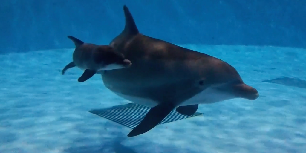 VIDEO: First dolphin calf born at Chicago zoo in decade | Fox Weather