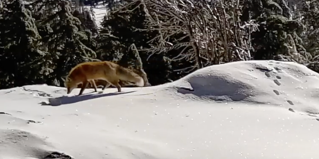 Rare Red Fox Sighting | Lassen Volcanic National Park - News Usa Today