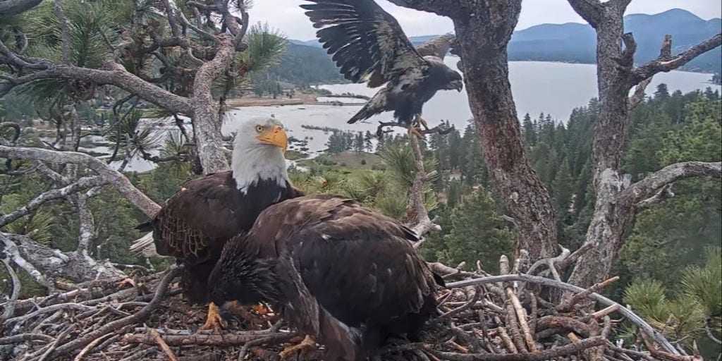 Famous Big Bear Valley eaglet Sunny leaves the nest | Fox Weather