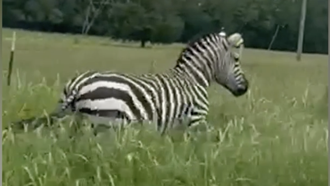 VIDEO: Runaway zebra still at-large after escaping Tennessee home | Fox ...