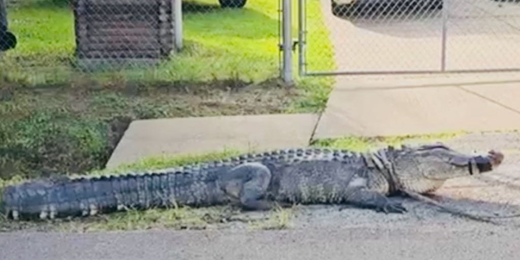 VIDEO: Massive alligator wrangled from Houston front yard | Fox Weather