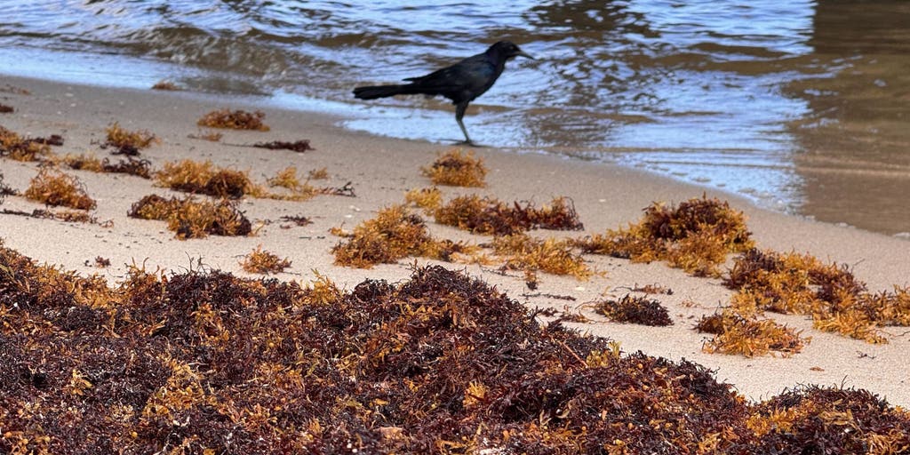 What to know about sea lice amid South Florida sargassum surge | Fox ...