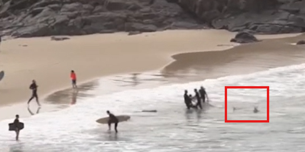 VIDEO: Shark lurks behind surfers after attack on Australian beach ...