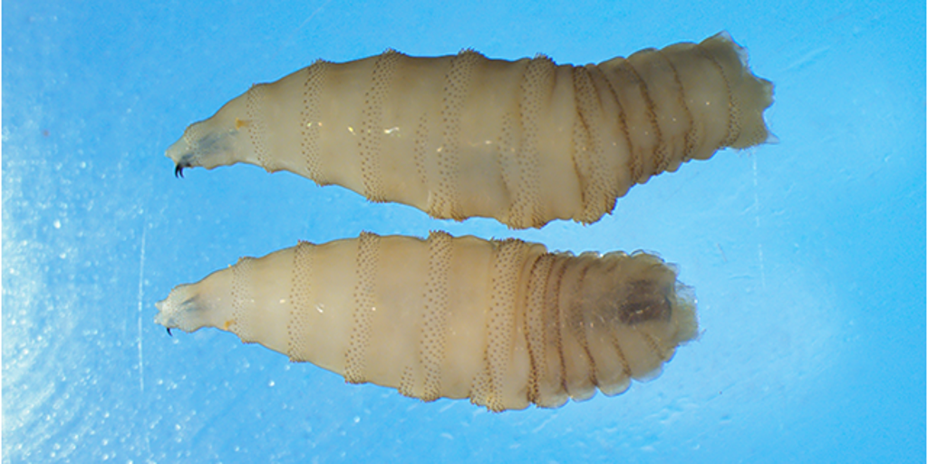 FDA approves emergency use of nitenpyram for New World screwworm ...