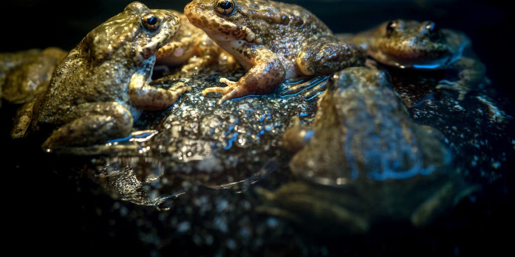 Why are frogs being released at a national park site in California ...