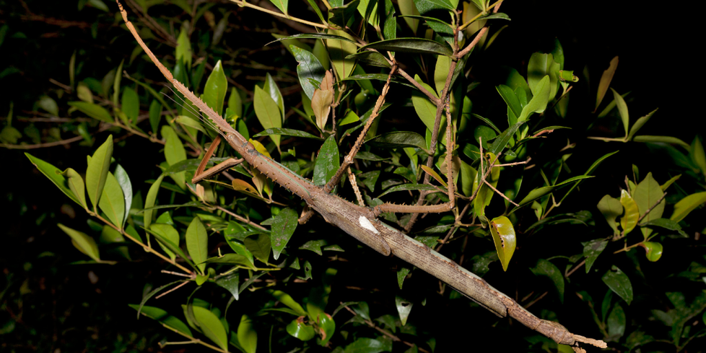 See where a newly discovered giant stick bug was recently spotted | Fox ...