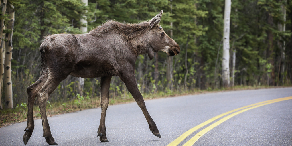 1 dead, 1 injured after car crashes into moose in Denali National Park ...