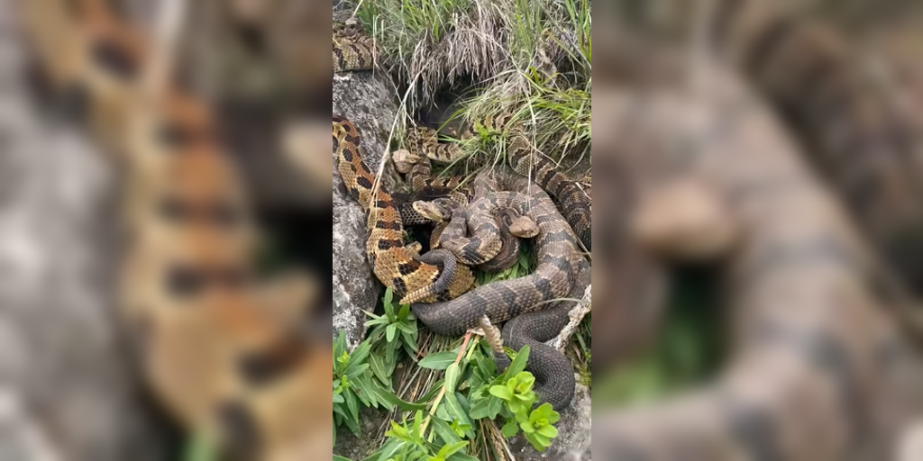 VIDEO: Group of rare venomous snakes found in blufflands of Minnesota ...