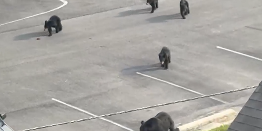 VIDEO: Mother bear and 4 babies insight joy from family in Gatlinburg ...