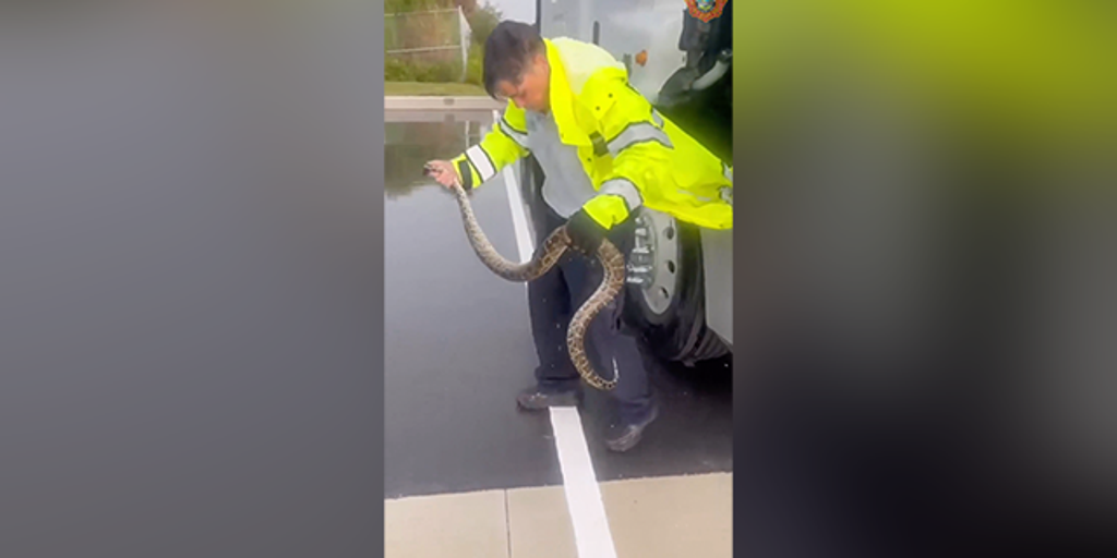 See it: Invasive Burmese pythons removed from home, semi-truck in South ...